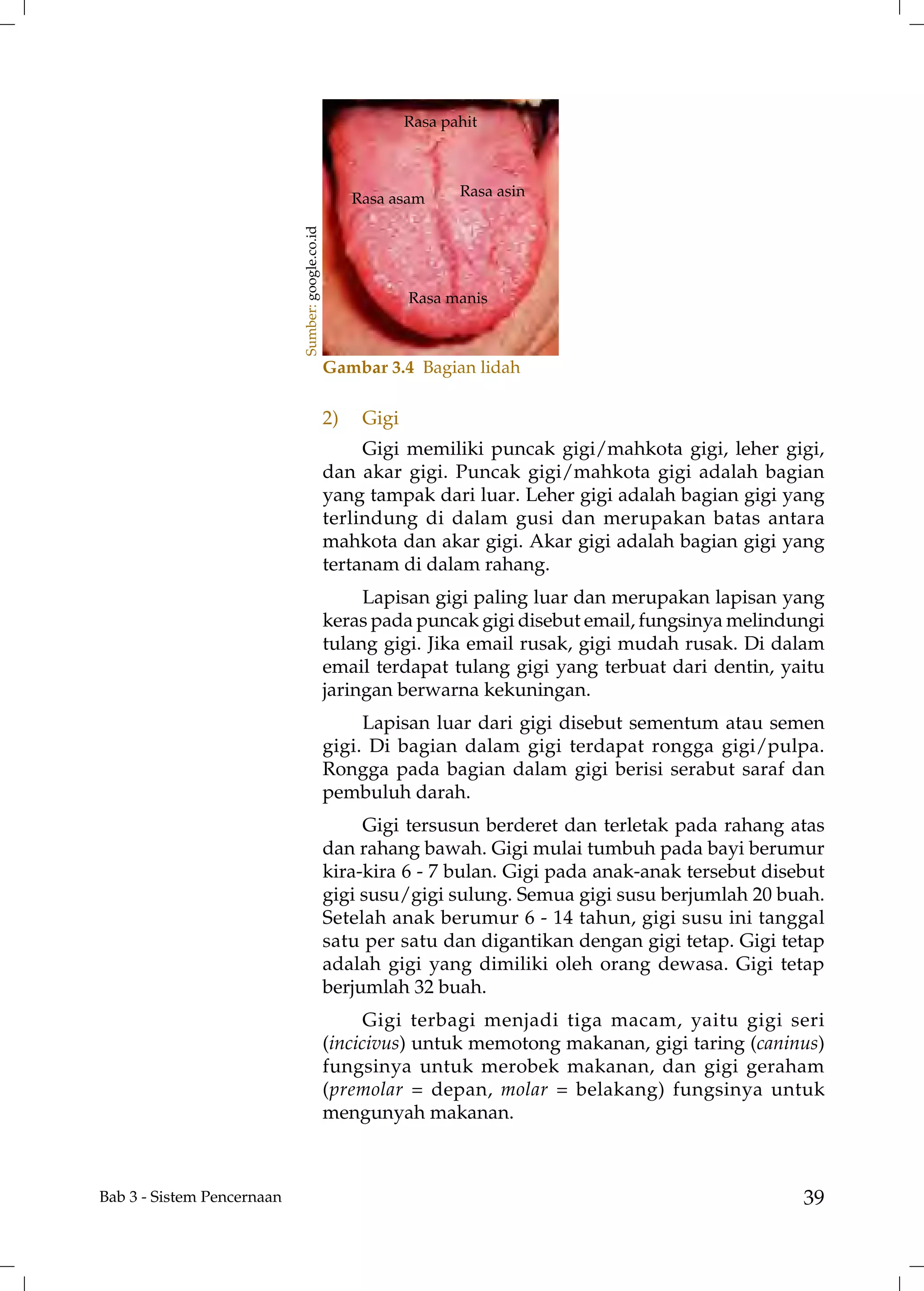 Sistem Pencernaan | PDF