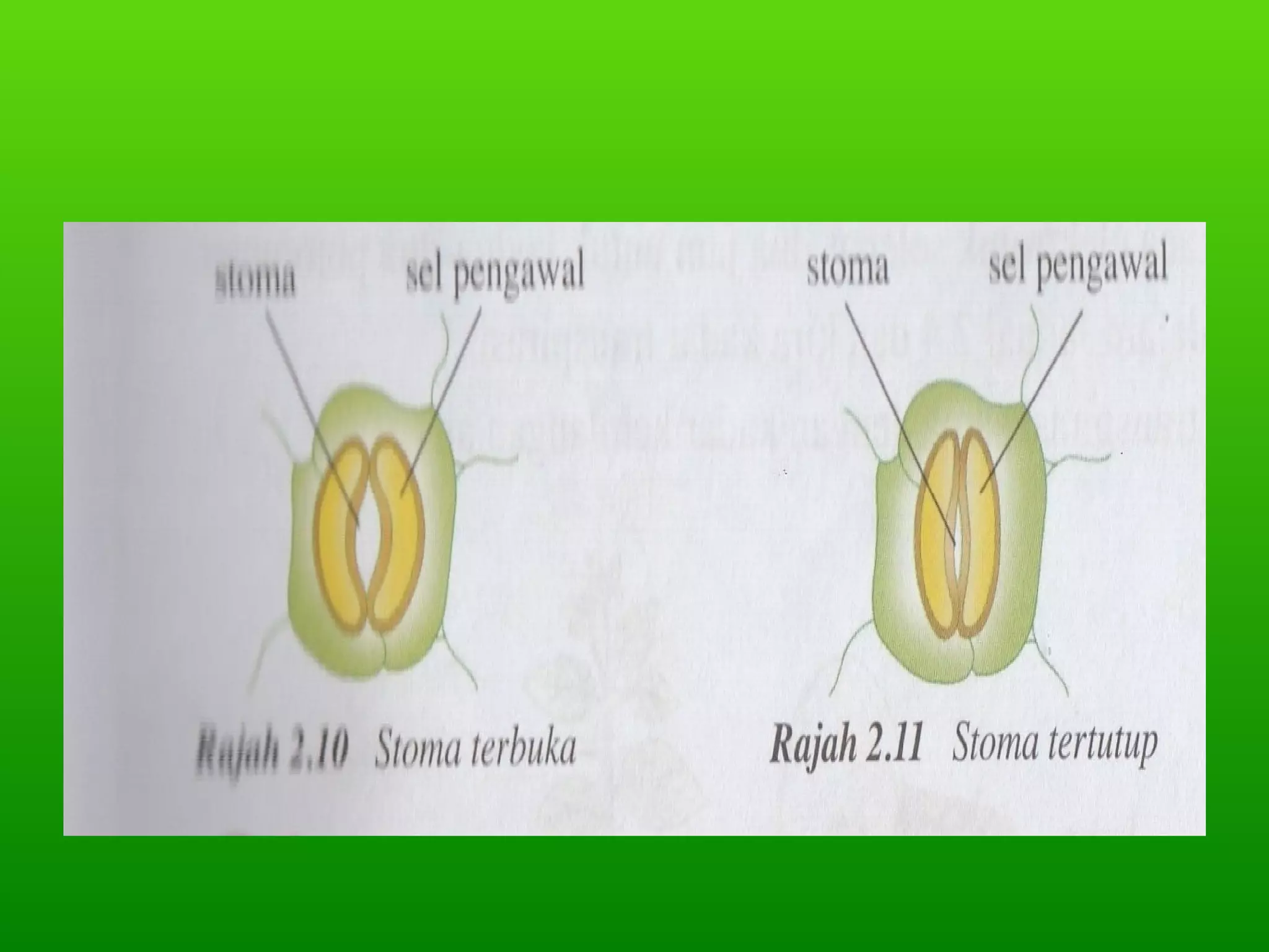 Sistem pengangkutan dalam tumbuhan (transpirasi) | PPT