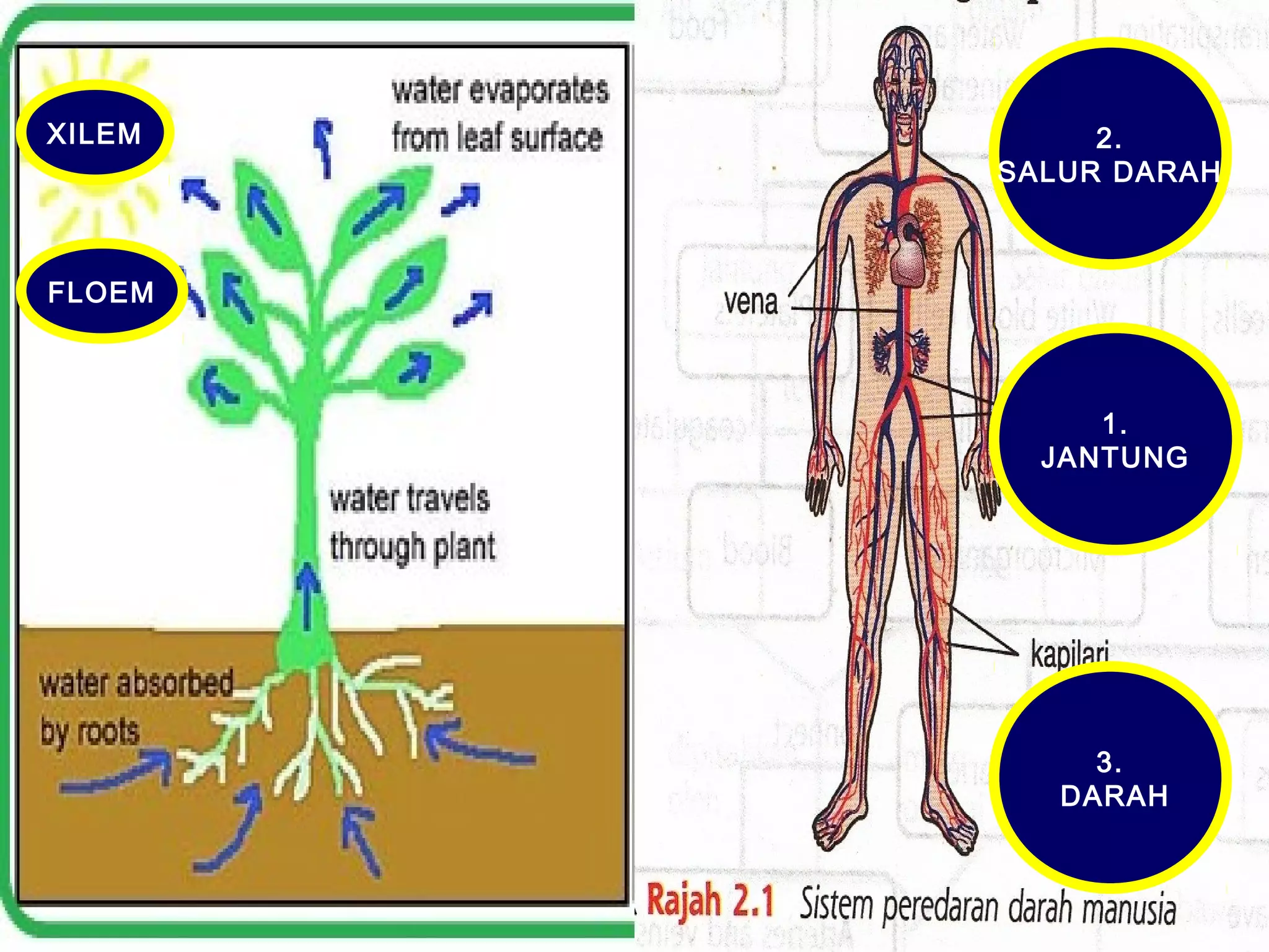 Sistem pengangkutan dalam tumbuhan (transpirasi) | PPT