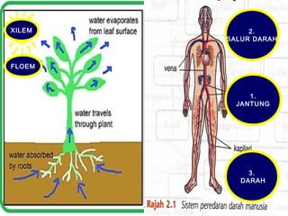 Sistem pengangkutan dalam tumbuhan (transpirasi) | PPT