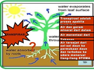 Sistem pengangkutan dalam tumbuhan (transpirasi) | PPT
