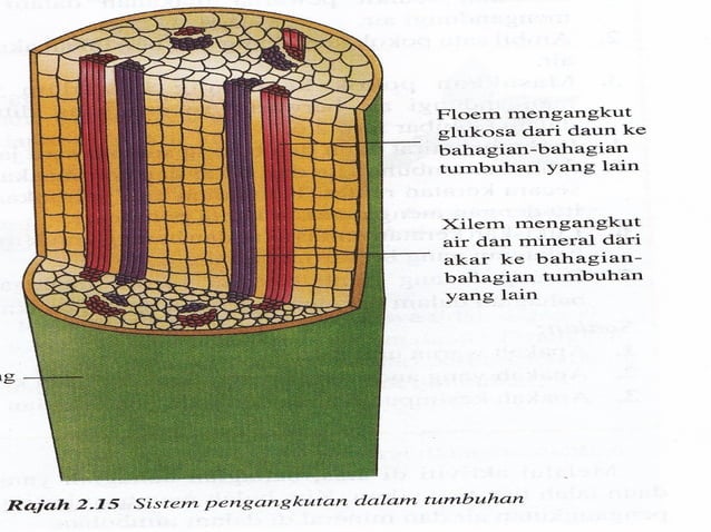 Sistem pengangkutan dalam tumbuhan (transpirasi) | PPT