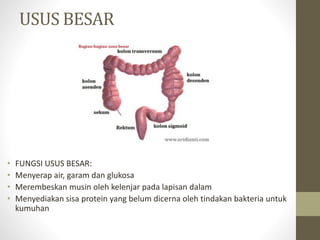 Sistem penghadaman | PPTX