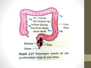 Sistem penghadaman | PPTX