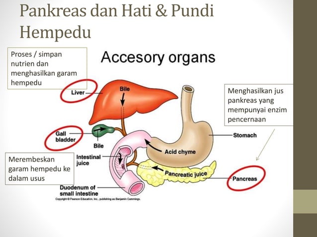 Sistem penghadaman | PPTX