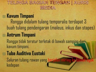 Anatomi Fisiologi Sistem penginderaan | PPTX