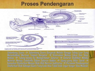 Anatomi Fisiologi Sistem penginderaan | PPTX