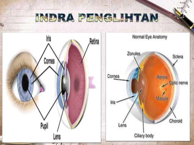 Anatomi Fisiologi Sistem penginderaan | PPT
