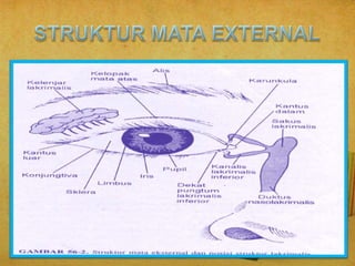 Anatomi Fisiologi Sistem penginderaan | PPTX