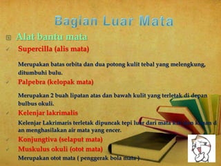 Anatomi Fisiologi Sistem penginderaan | PPTX