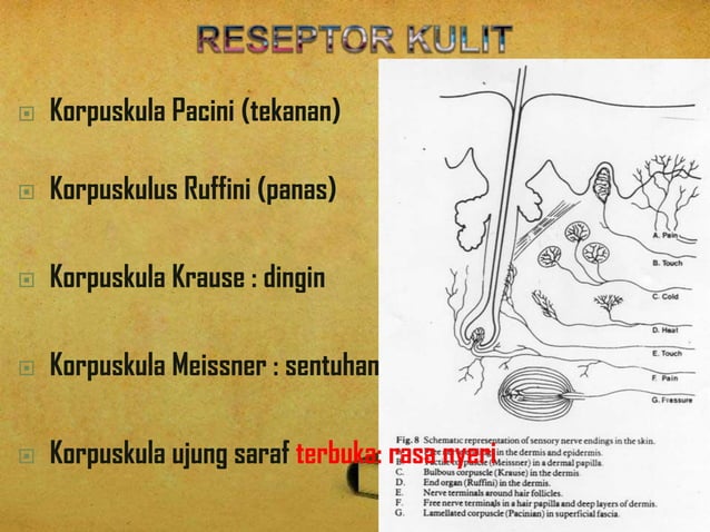 ppt. Sistem penginderaan | PPT