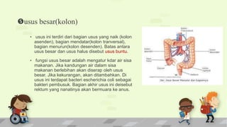 sistem percernaan manusia.pptx