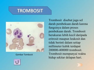 Sistem peredarah darah | PPT