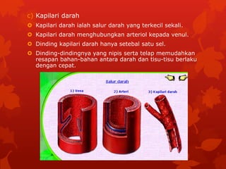Sistem peredaran darah manusia | PPTX