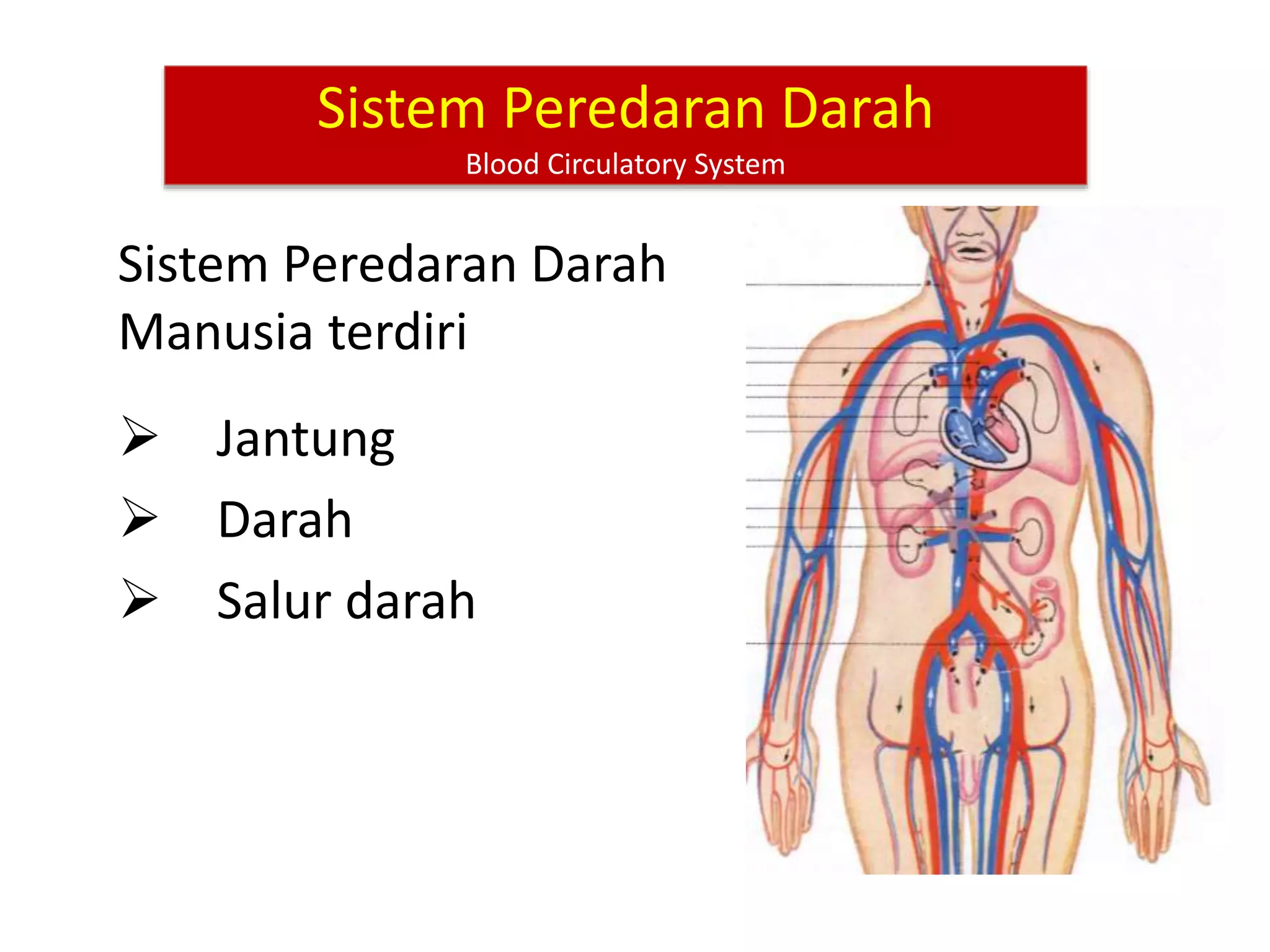 Sistem peredaran darah | PPTX