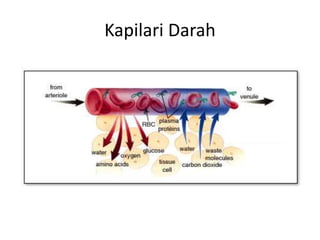 Sistem peredaran darah | PPTX