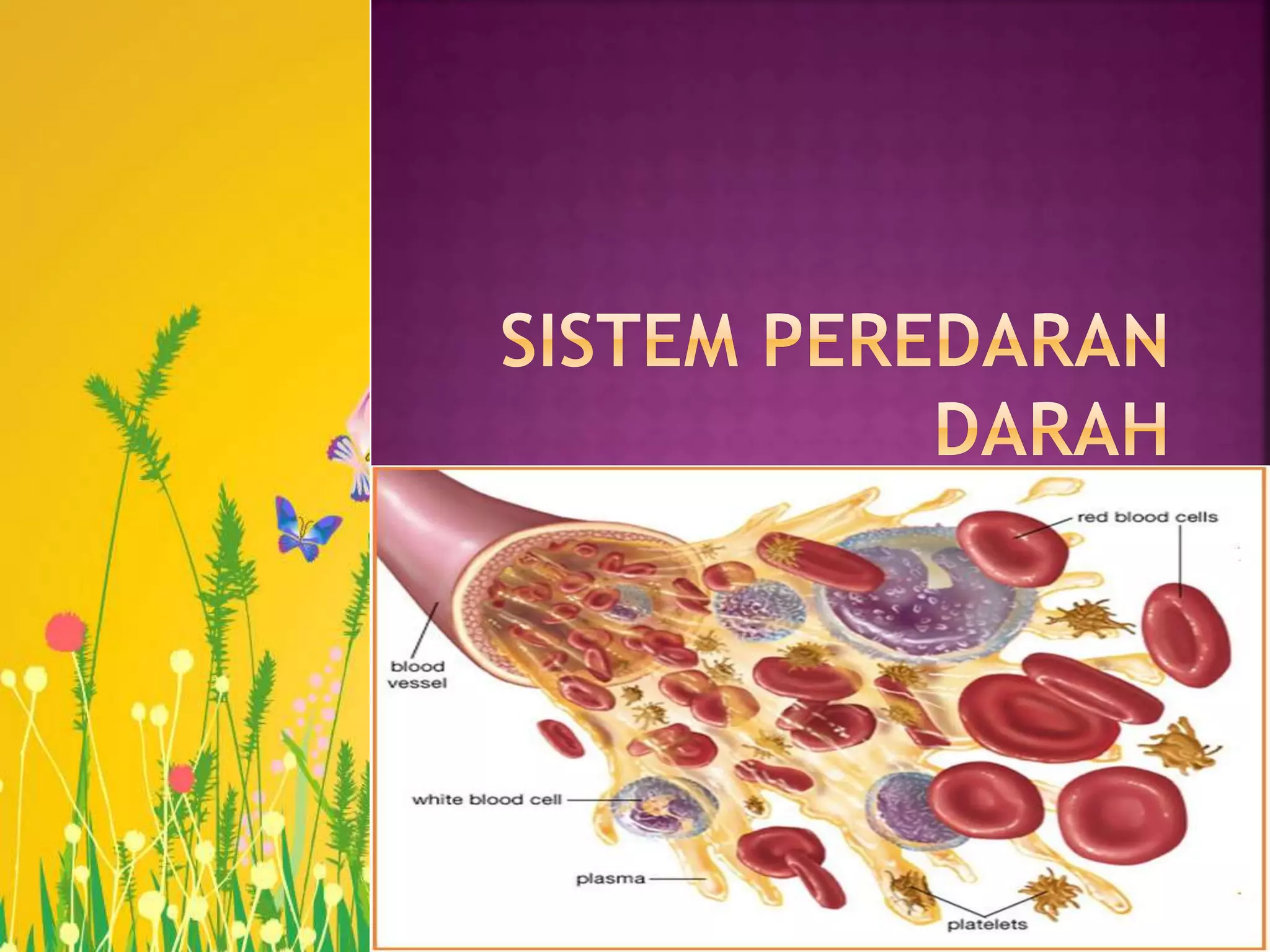 Sistem peredaran darah | PPTX