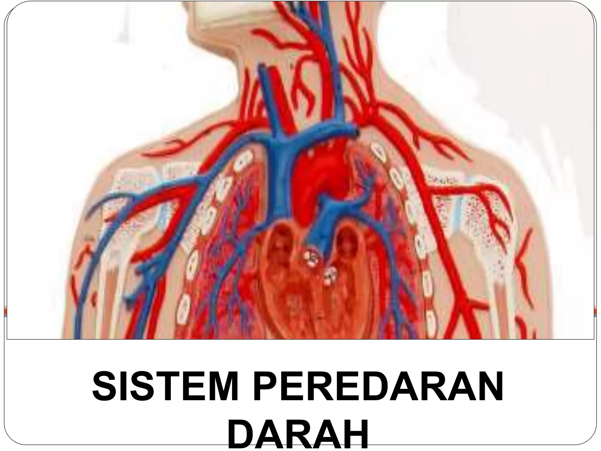 Sistem Peredaran Darah | PPTX