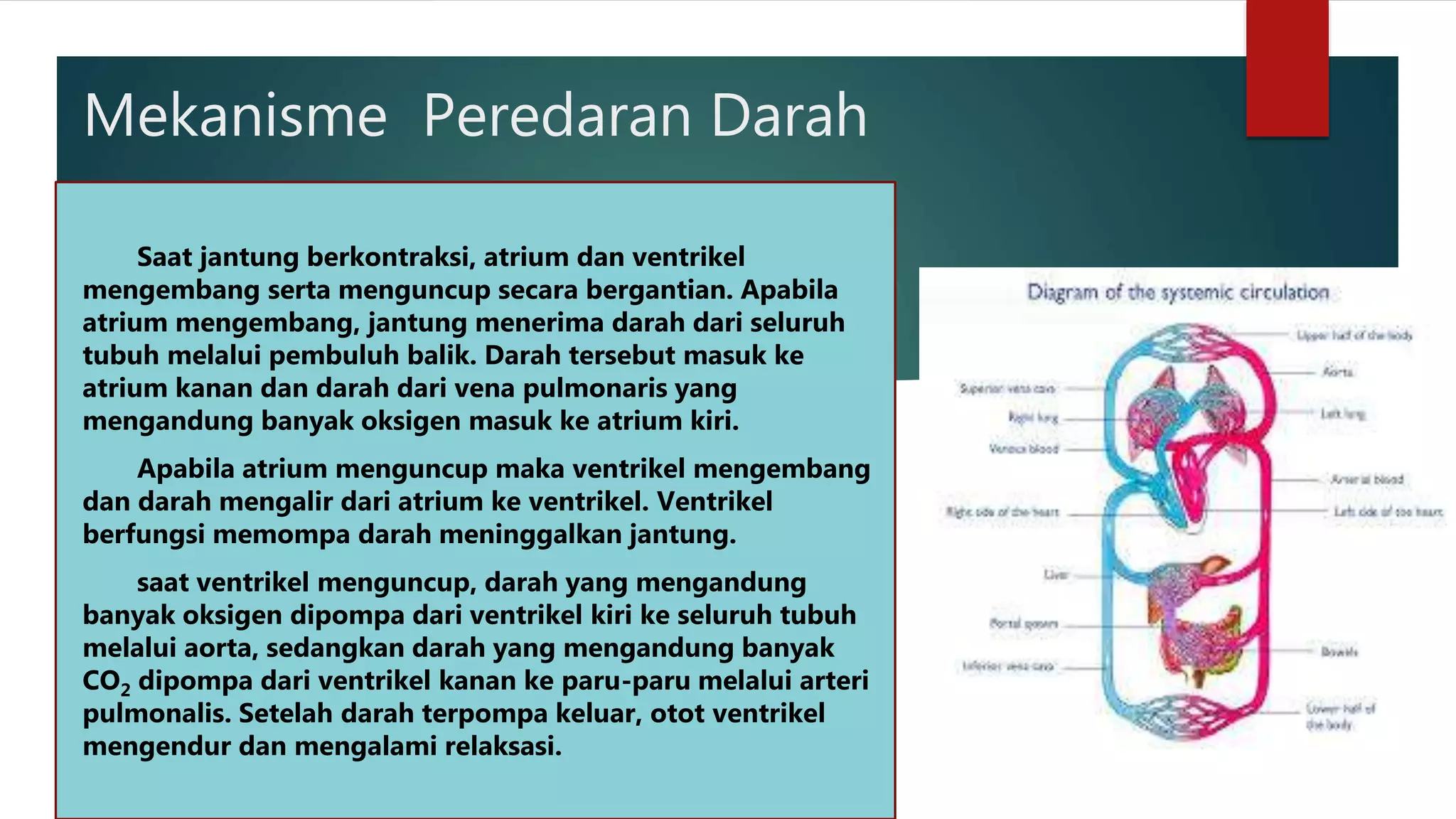 Sistem peredaran darah pada hewan dan manusia | PPTX
