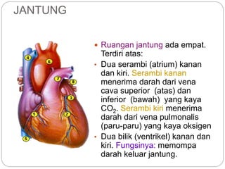 Sistem Peredaran Darah | PPTX