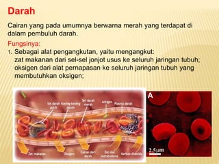 Sistem Peredaran Darah | PPTX