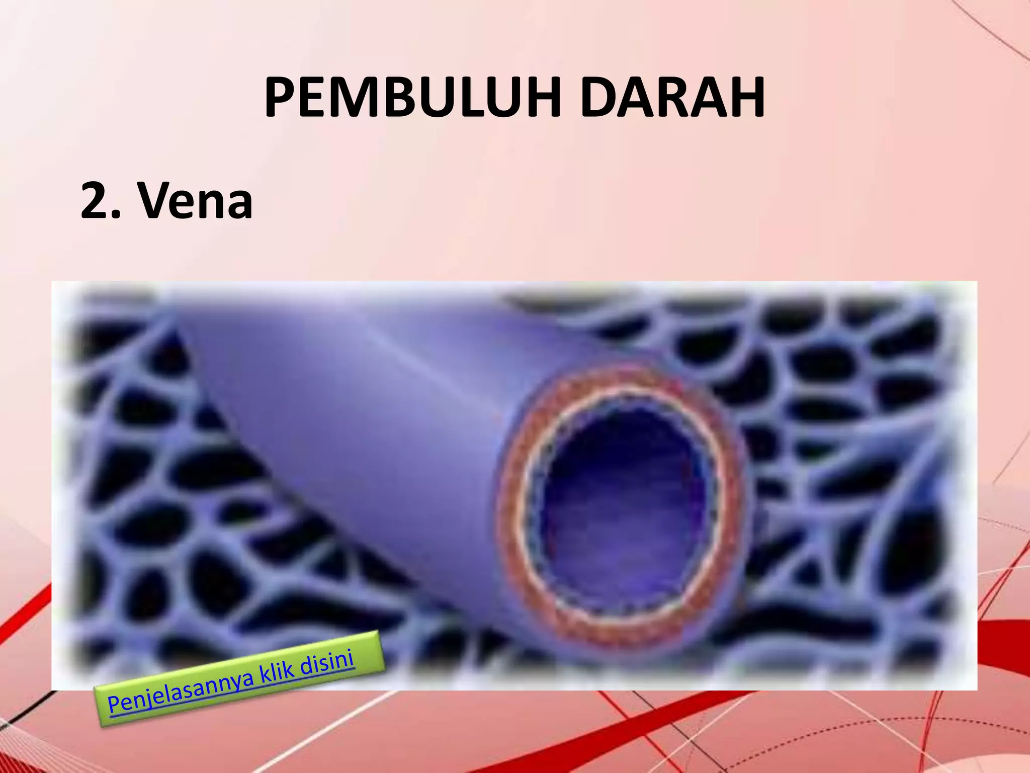 Sistem Peredaran Darah | PPTX