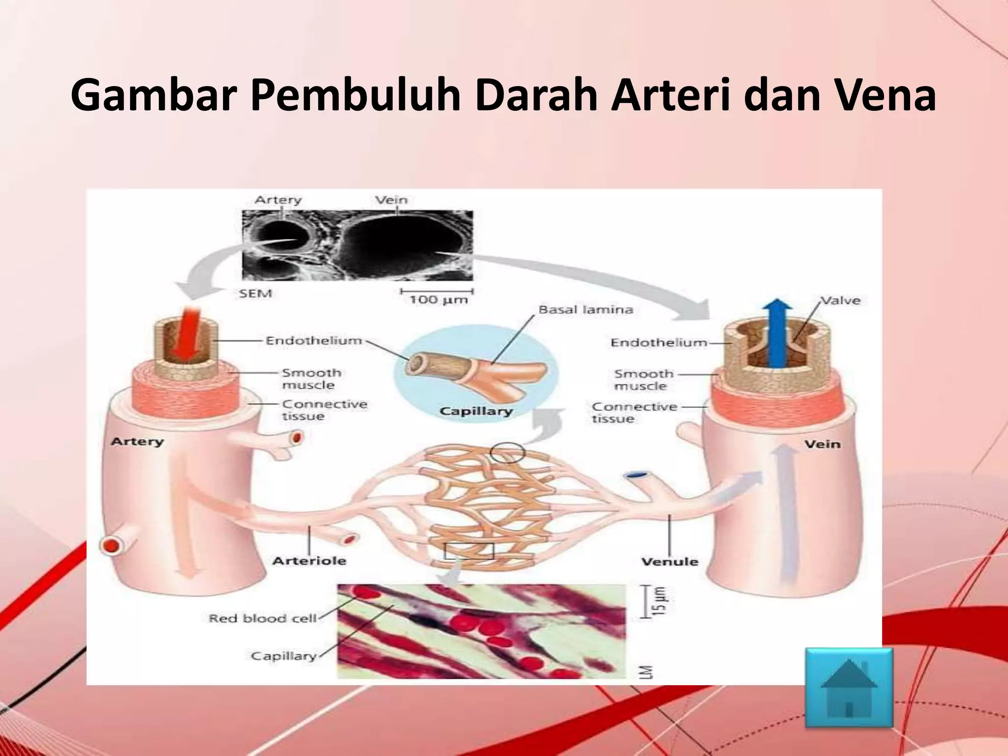 Sistem Peredaran Darah | PPTX