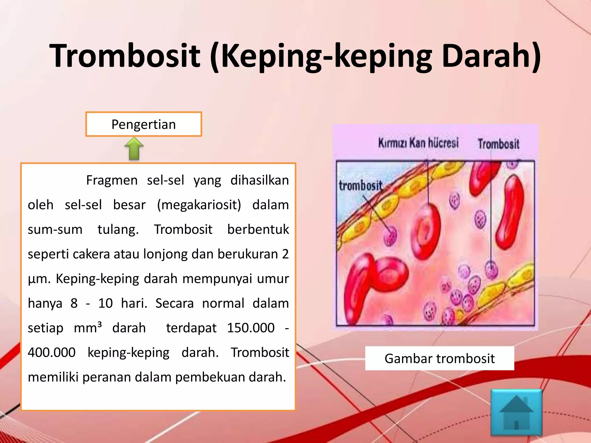 Sistem Peredaran Darah | PPTX