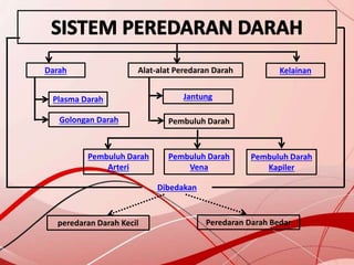 Sistem Peredaran Darah | PPTX