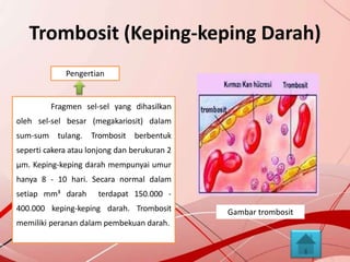 Sistem Peredaran Darah | PPTX