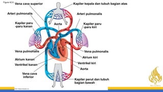 SISTEM PEREDARAN DARAH.pptx