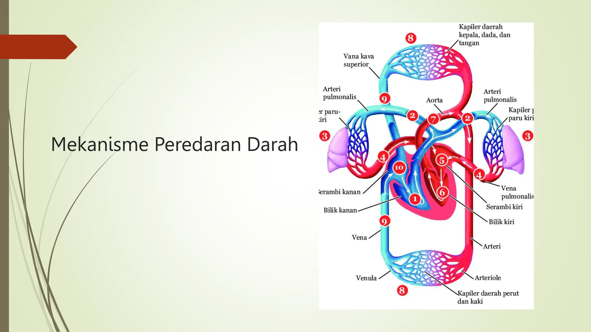 Sistem Peredaran Darah, pengertian, jenis, siklus, jenis penyakit pptx | PPT