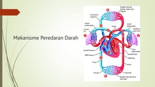 Sistem Peredaran Darah, pengertian, jenis, siklus, jenis penyakit pptx | PPT