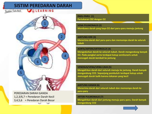 sistem peredaran darah atau sirkulasi.pptx