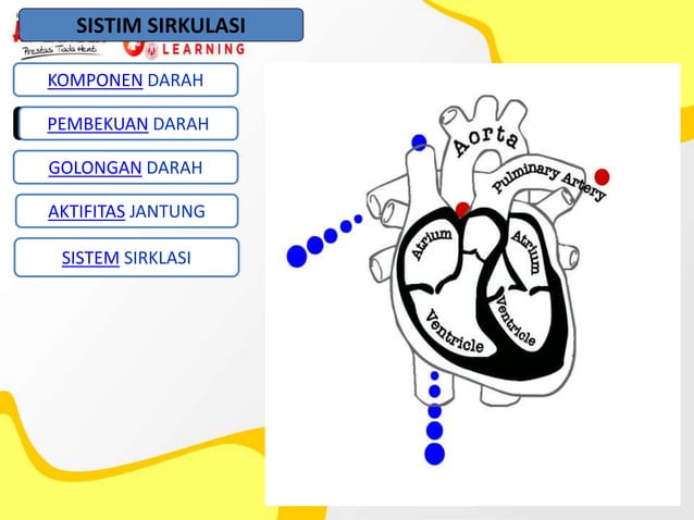 sistem peredaran darah atau sirkulasi.pptx