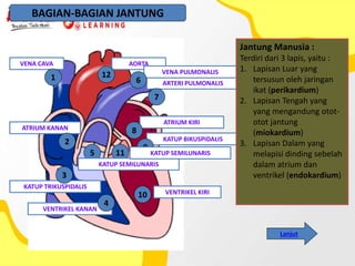 sistem peredaran darah atau sirkulasi.pptx