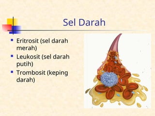 Sistem Peredaran Darah manusia VIII .ppt