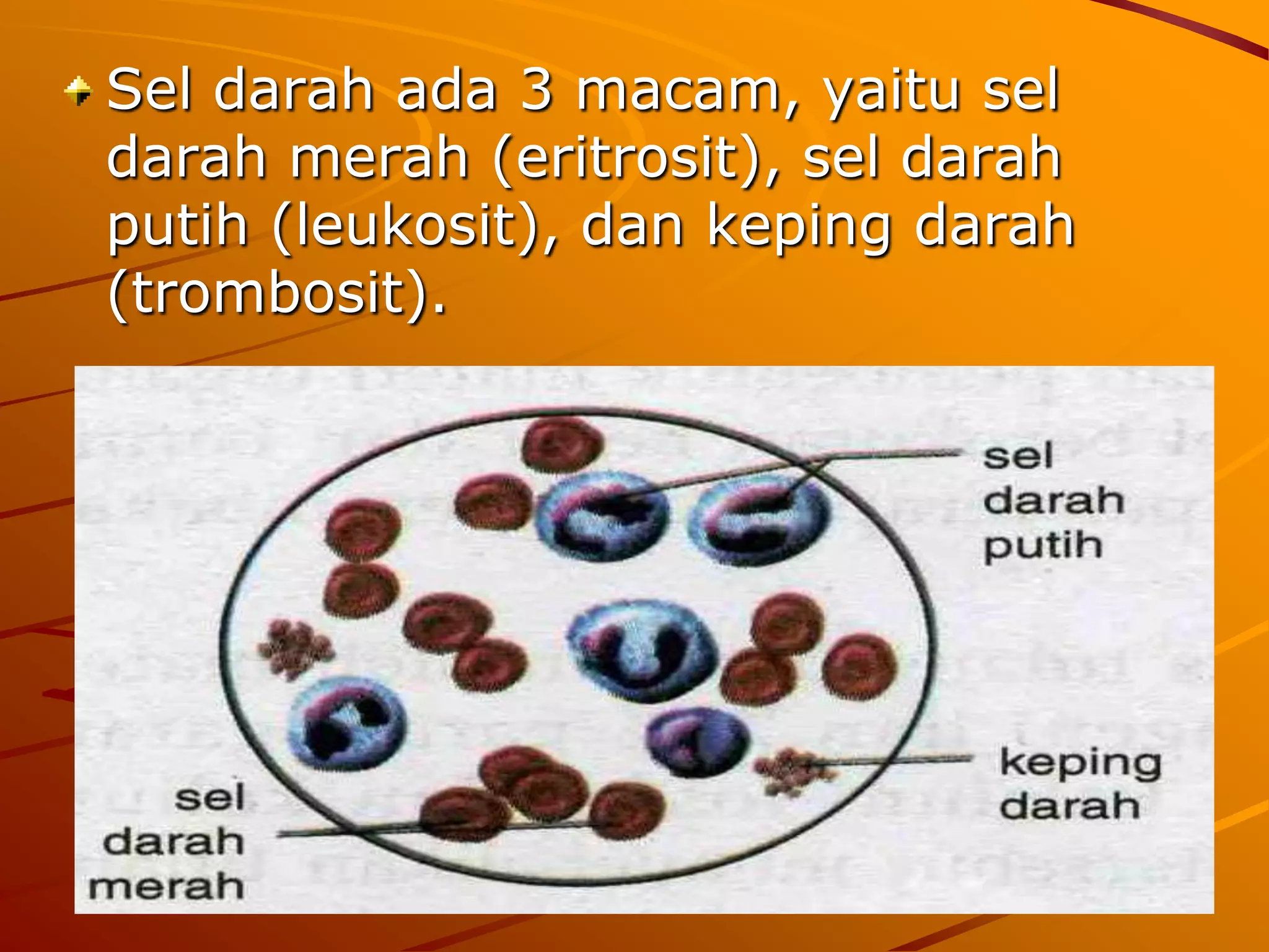 Sistem Peredaran Darah Pada Manusia | PPTX