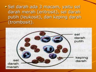 Sistem Peredaran Darah Pada Manusia | PPTX