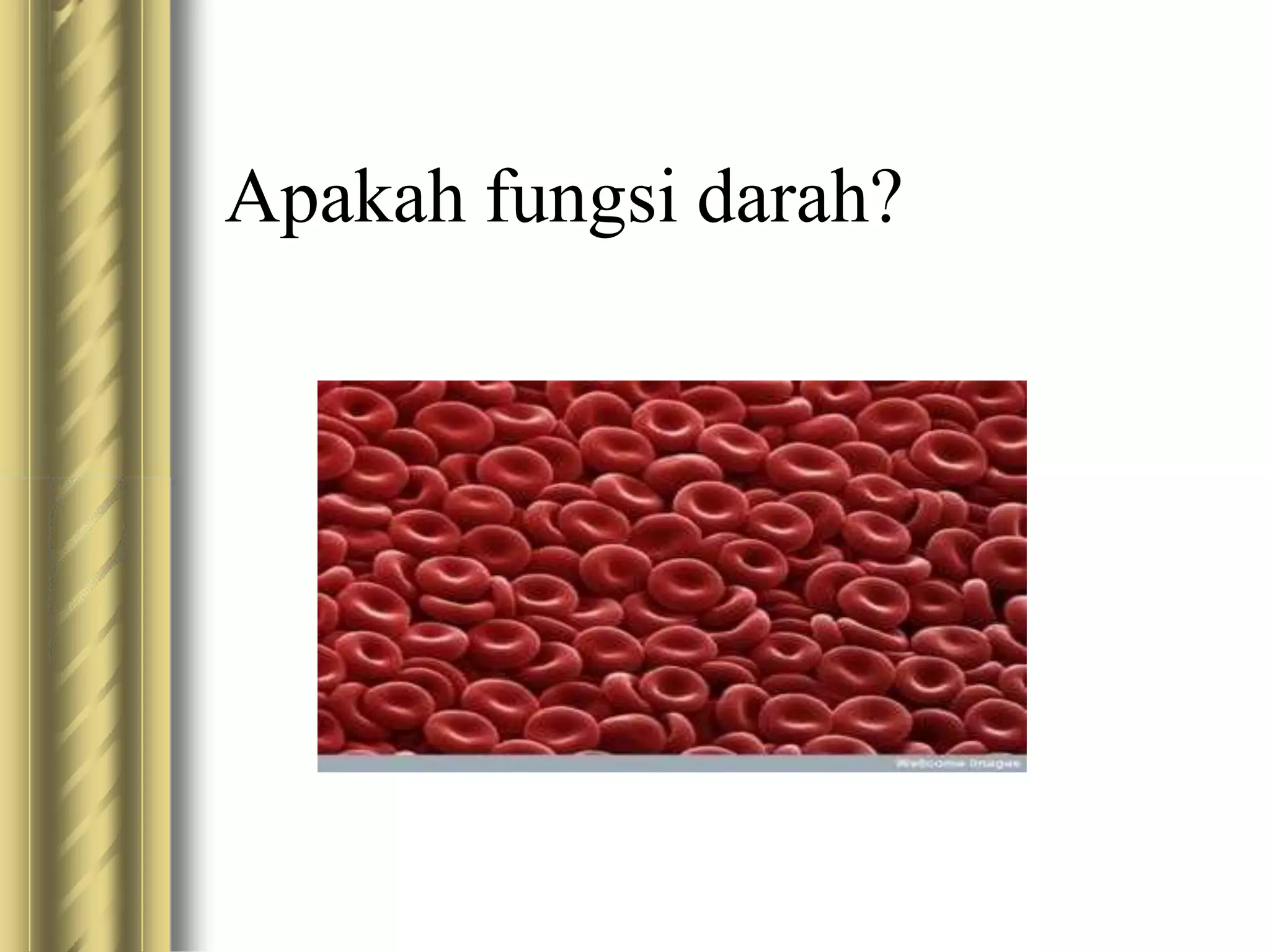 SISTEM PEREDARAN DARAH MANUSIA.pptx