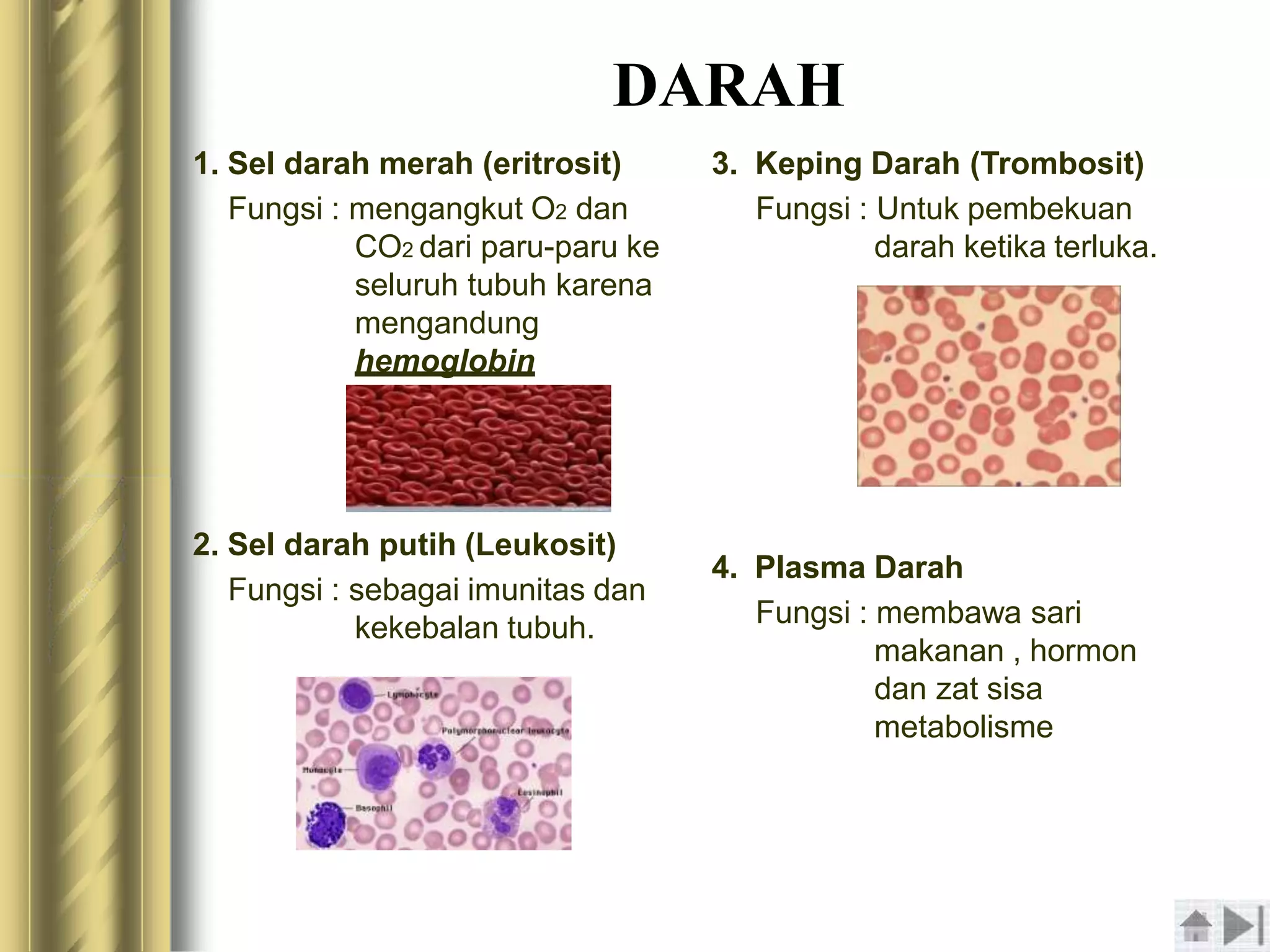 SISTEM PEREDARAN DARAH MANUSIA.pptx