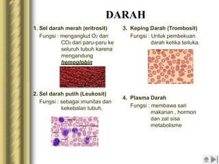 SISTEM PEREDARAN DARAH MANUSIA.pptx