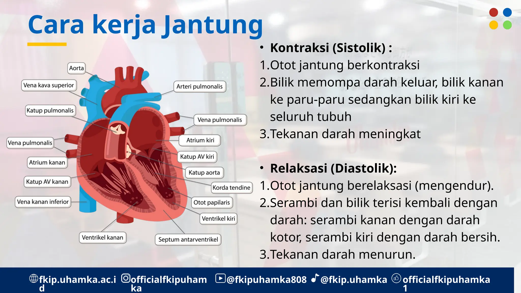 Sistem Peredaran Darah Manusia dan komponen darah XI.pptx