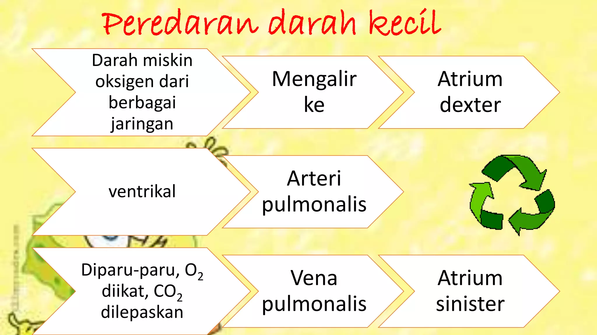 Sistem peredaran darah pada amphibia | PPTX