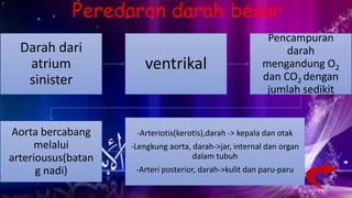 Sistem peredaran darah pada amphibia | PPTX