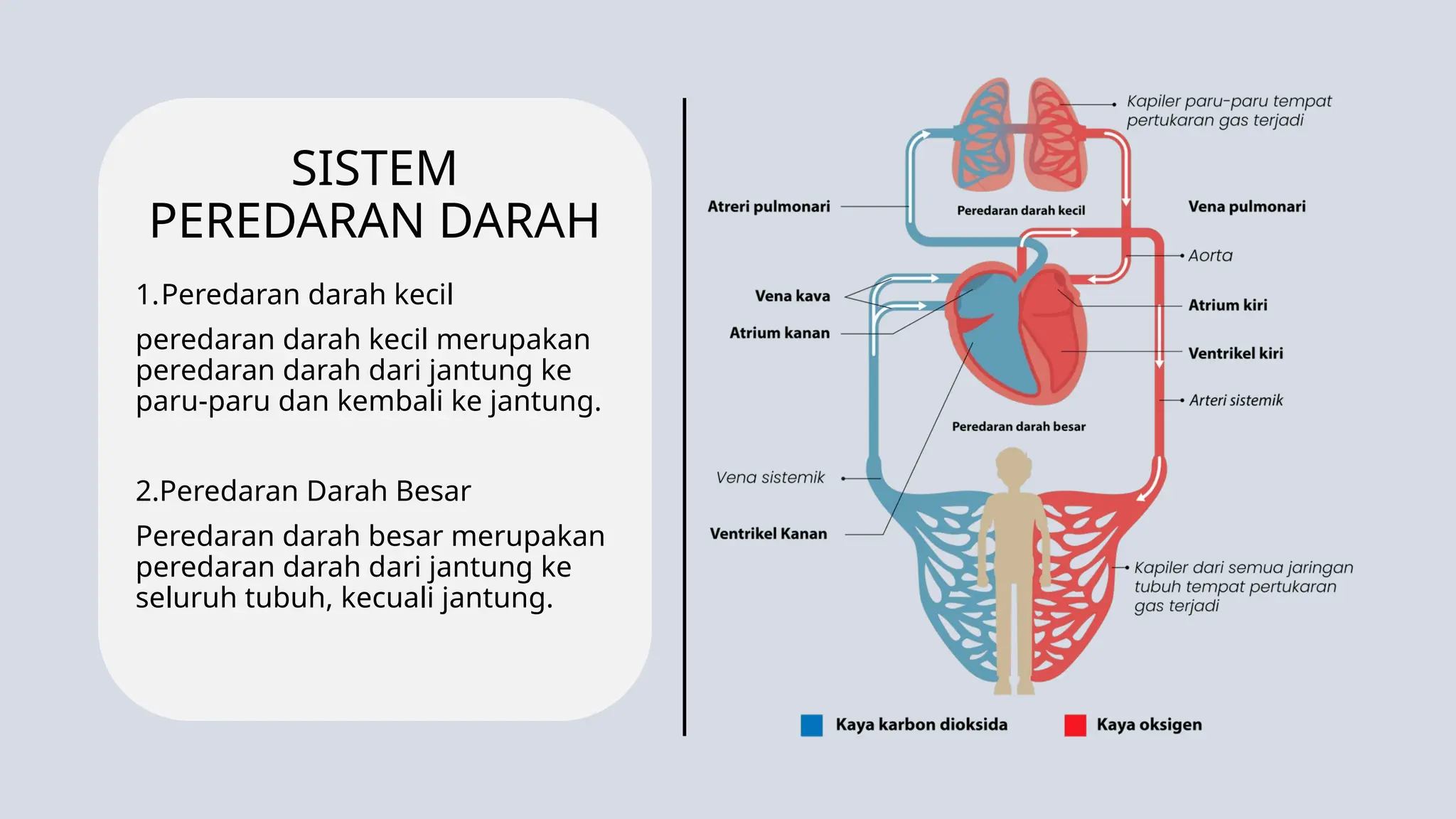 SISTEM PEREDARAN DARAH PADA MANUSIA.pptx