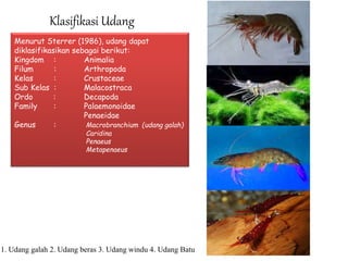 Sistem peredaran darah pada udang | PPT