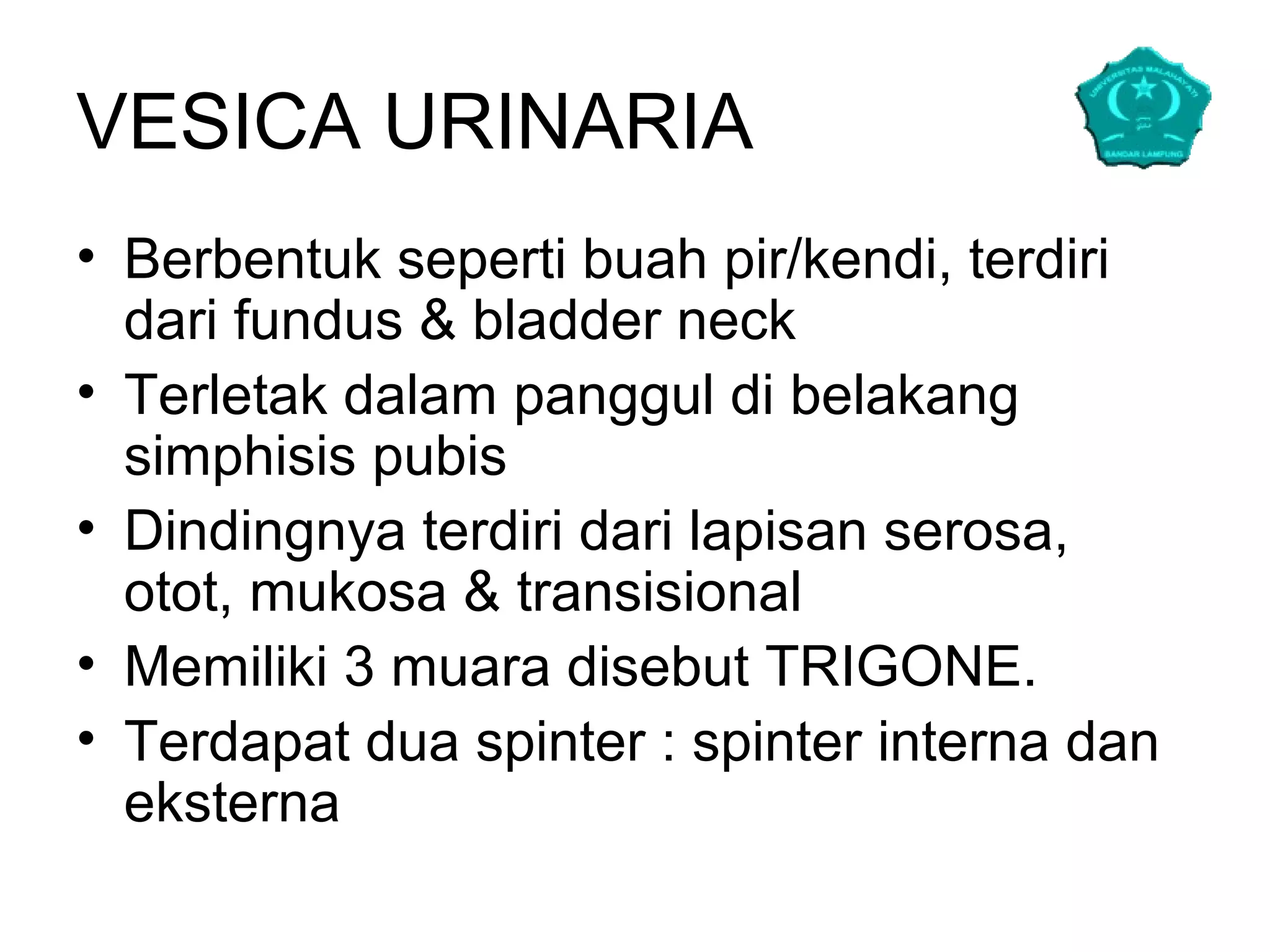 Anatomi Fisiologi Sistem Perkemihan | PPT