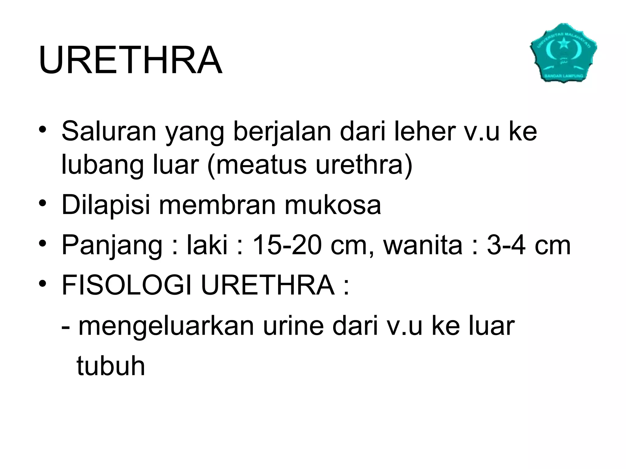 Anatomi Fisiologi Sistem Perkemihan | PPT
