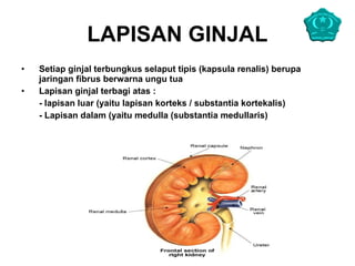 Anatomi Fisiologi Sistem Perkemihan | PPT